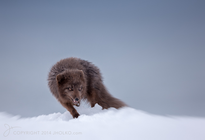 December Photograph of the Month: Arctic Fox Attack – www ...