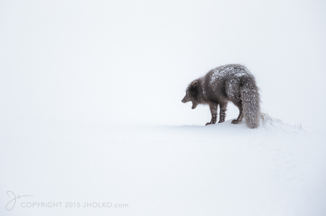 2015 February Photograph of the Month: Arctic Fox Freeze – Win a Fine ...