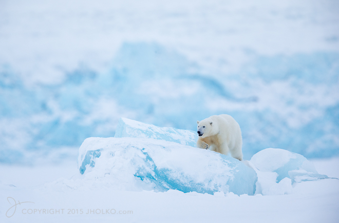 Departing for Wild Polar Bears and the Iceland Highlands 2015 – www ...