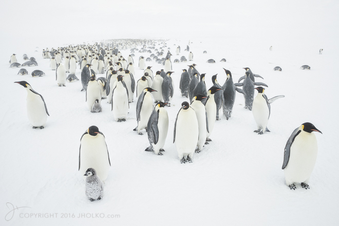 Emperor Penguin Expedition 2018 SOLD OUT – www.WILDNATUREPHOTOTRAVEL.com