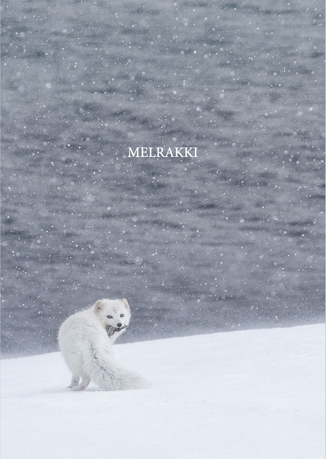 Melrakki Arctic Fox 2018 Calendars Now Available – www ...