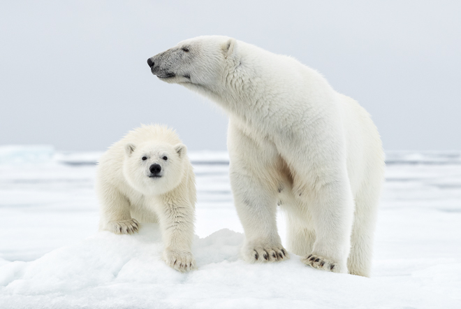 Photo of the Month April 2018 : The Ice Bear Family – www ...