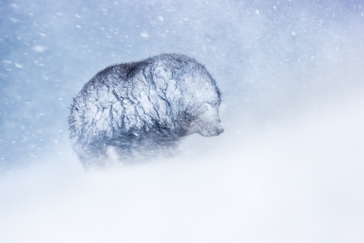 Self Isolation Day Three – Arctic Fox Snow Blindness – www ...