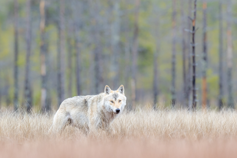 Photo of the Month November 2021 – Blonde Wolf – www ...