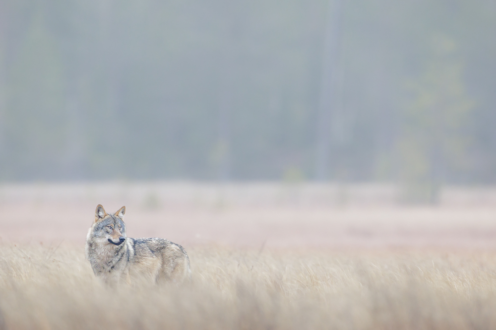 Finland Wild Wolves of the Taiga Forest Workshop Report 2022 – www ...
