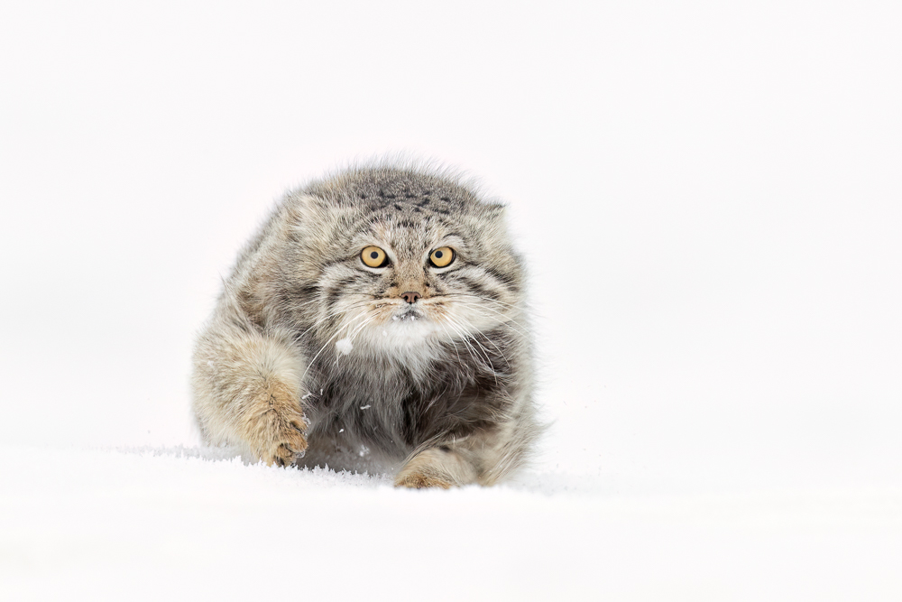 Pallas Cat of Eastern Mongolia Winter Expedition Report – www ...