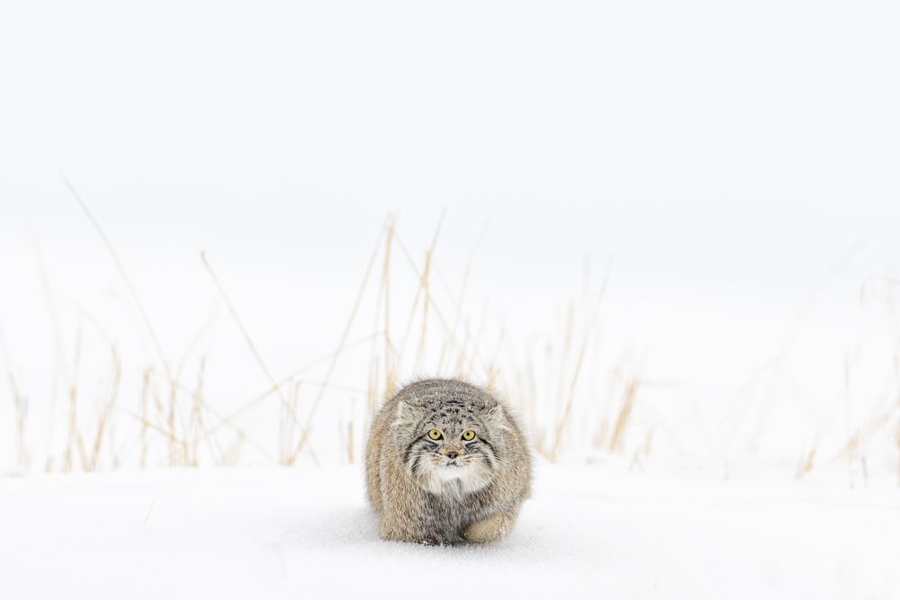 Pallas Cat of Eastern Mongolia Winter Expedition Report – www ...