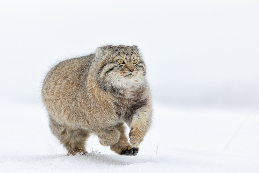 Pallas Cat of Eastern Mongolia Winter Expedition Report – www ...