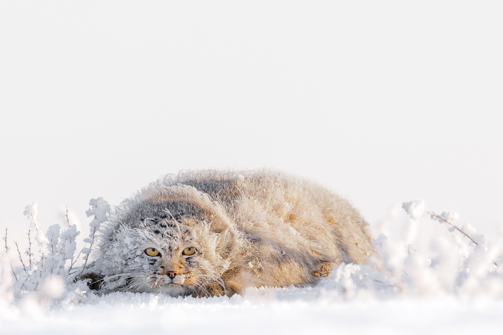 Pallas Cat of Eastern Mongolia Winter Expedition Report – www ...