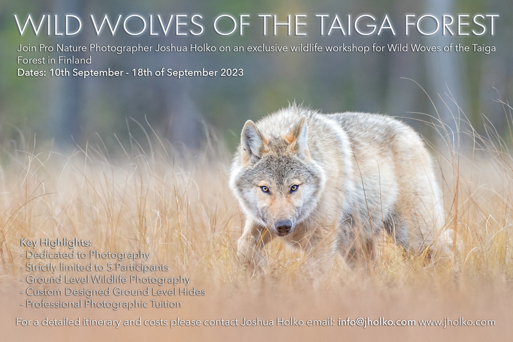 Wild Wolves of the Taiga Forest – A Workshop Primer 2023 – www ...