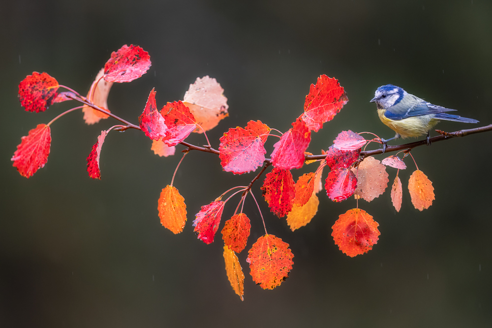 Finland Golden Eagle and Eagle Owl Extension Report 2023 – www ...