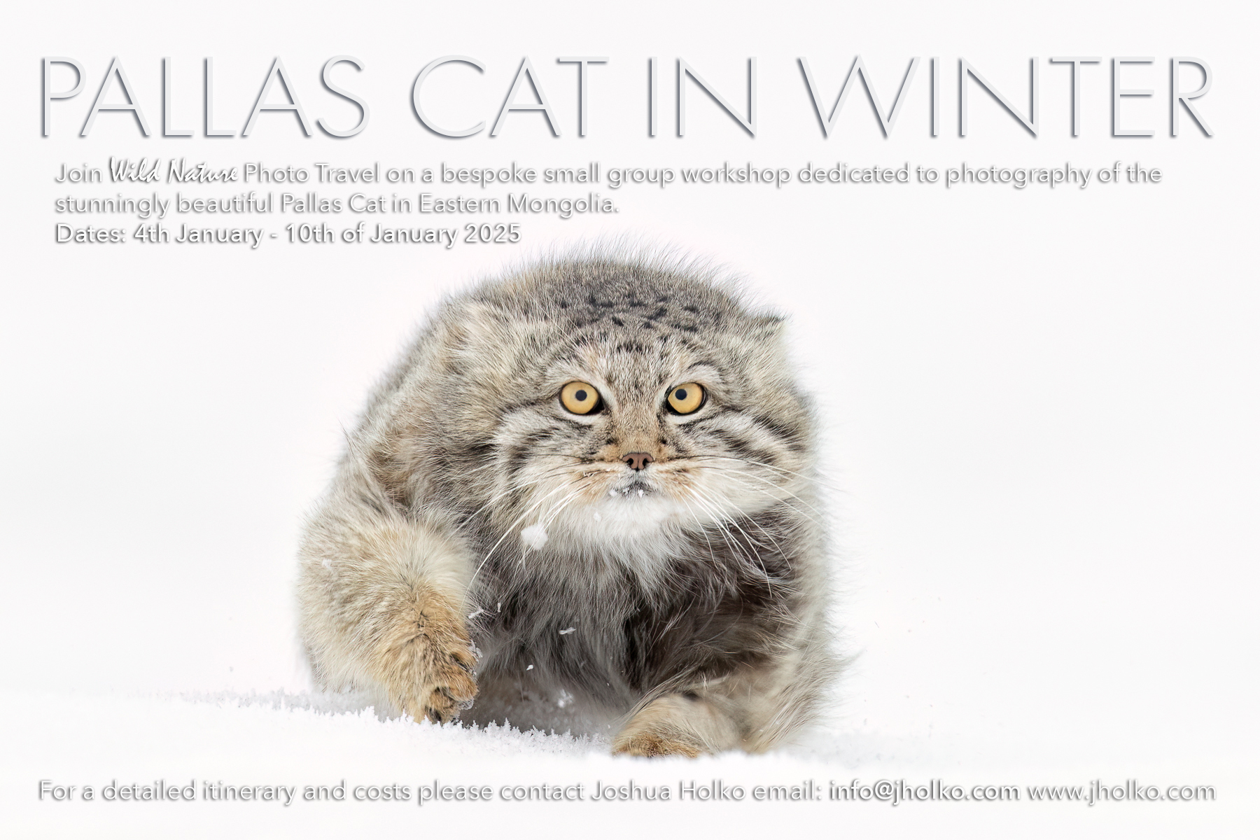 Departing for Mongolia 2024 Pallas Cat in Winter Expedition – www ...