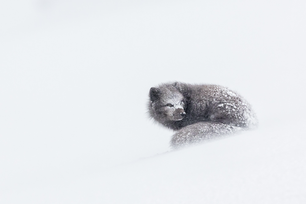 Arctic Fox Photography : Capturing Nature’s Greatest Feat of ...