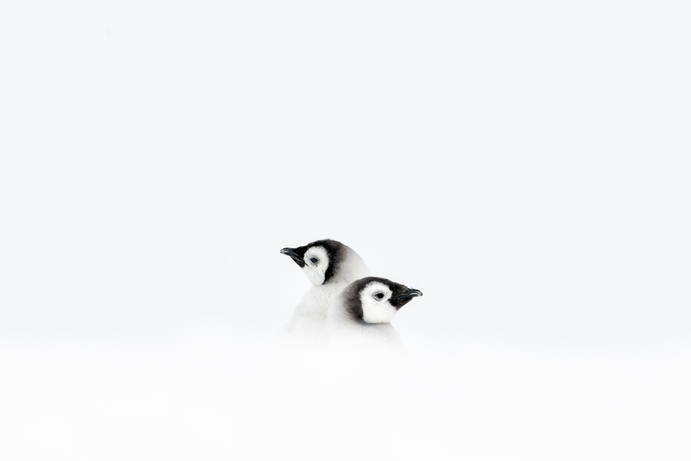 Emperor Penguins of Antarctica Expedition Report December 2024 – www ...