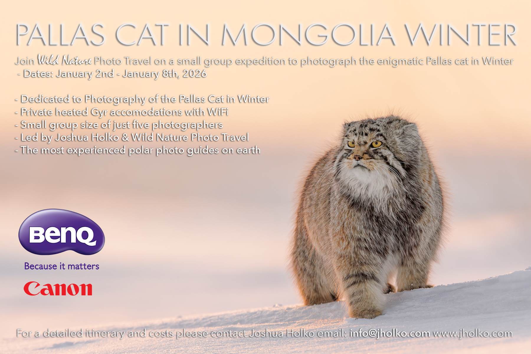 Departing for Mongolia Pallas Cat and Snow Leopard 2025 – www ...