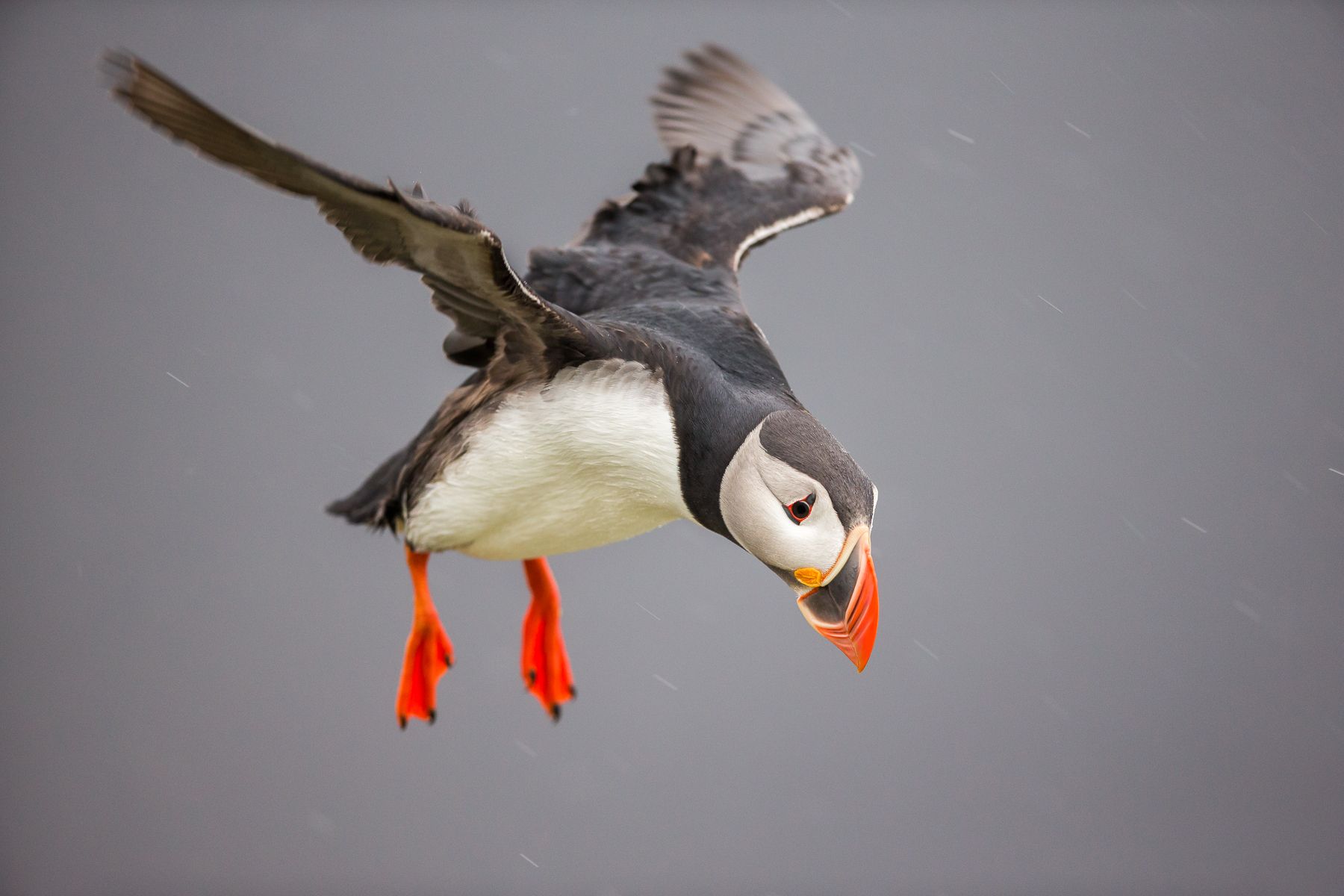 Bird Photographer of the Year 2025 Finalist with Multiple Photographs ...