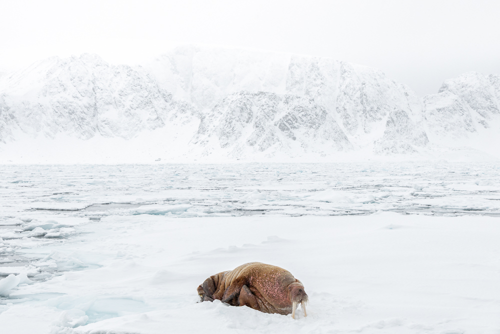 Svalbard Golden Spring Light Expedition April 2027 Announcement – www ...