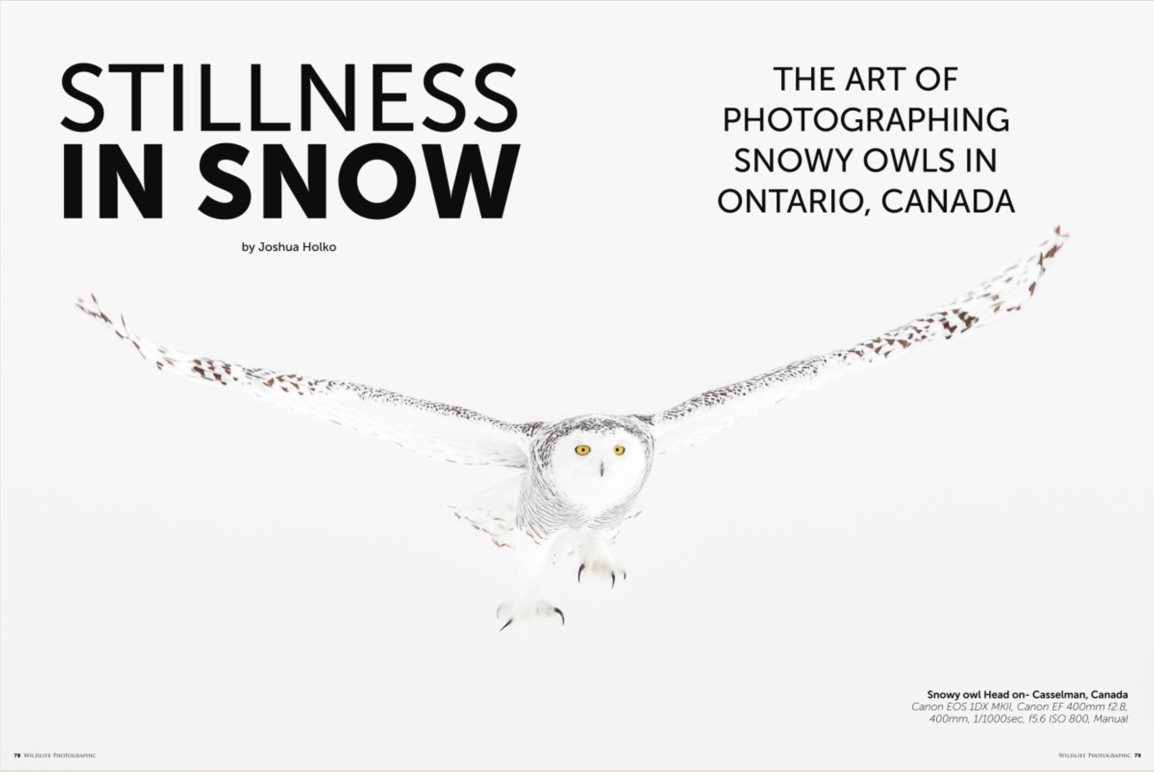 Wildlife Photographic Magazine Snowy Owls Stillness in Snow July 2025 ...