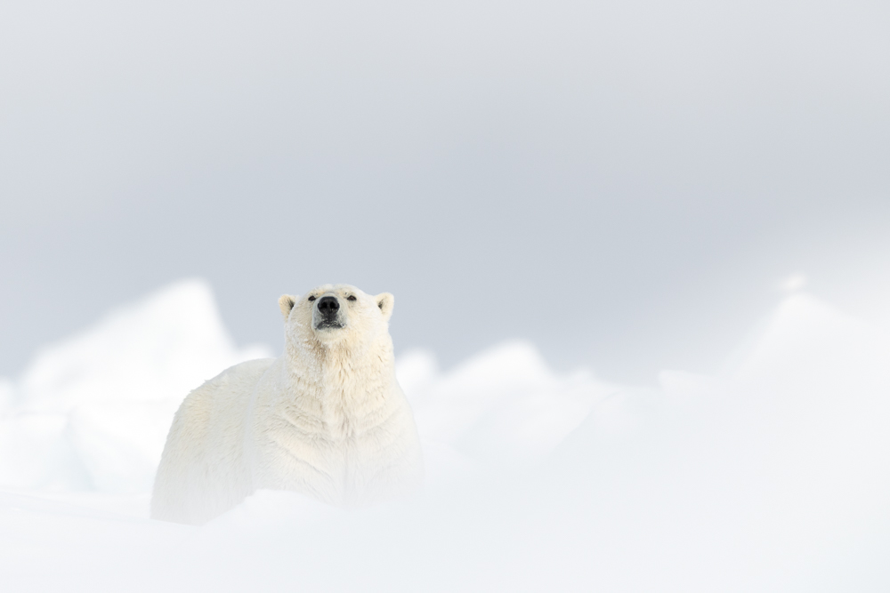 Ultimate Polar Bears of the High Arctic Expedition Report June 2025 ...